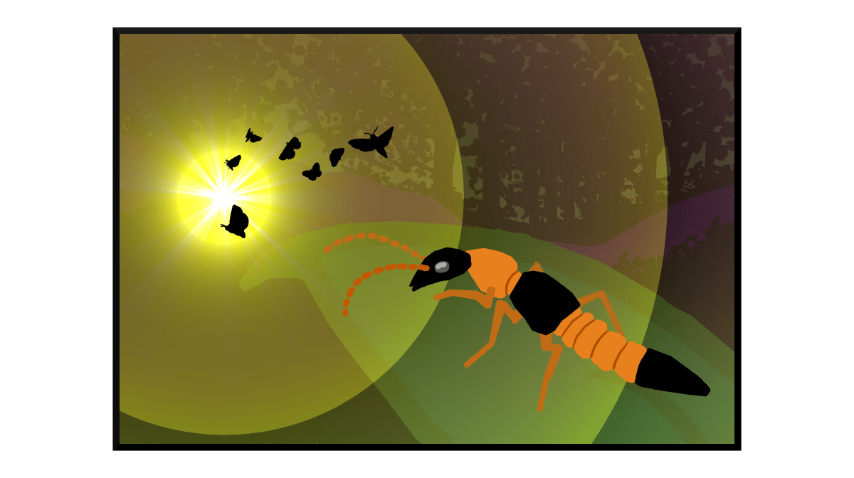 Charlie – Claw & Blossom